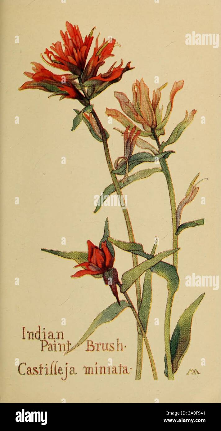Beautifully illustrated depiction of indian paint brush hi-res stock ...
