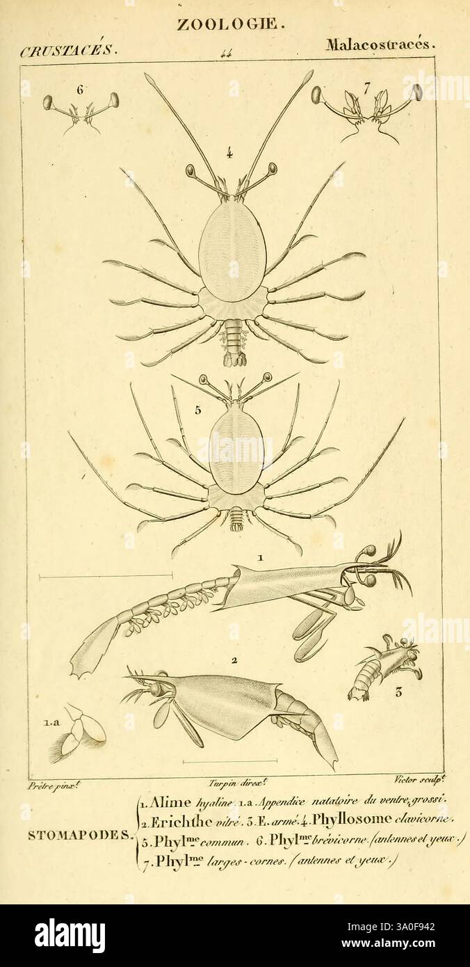 Detailed representation of various crustaceans under hi-res stock ...