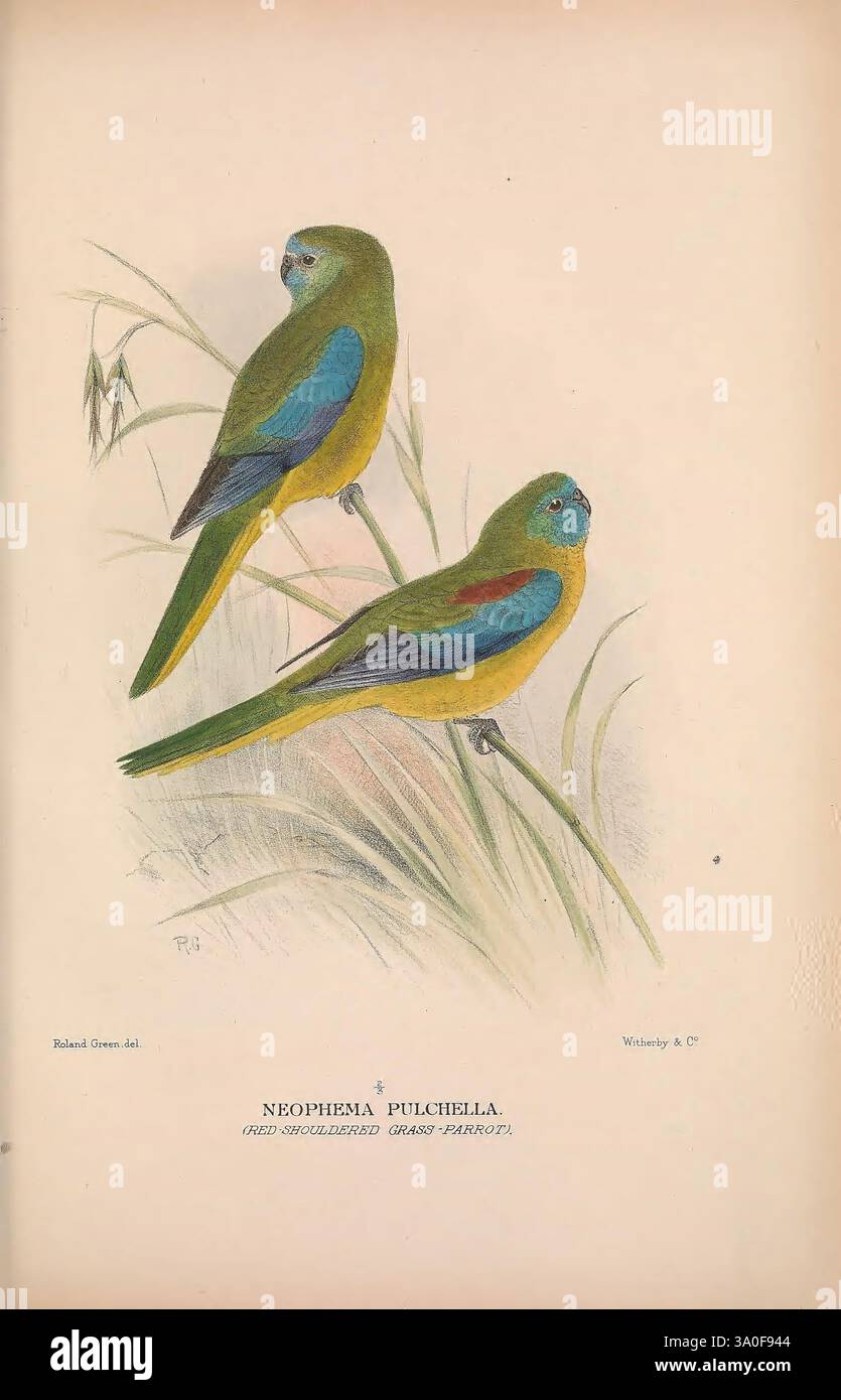 Two vibrant neophema pulchella hi-res stock photography and images - Alamy