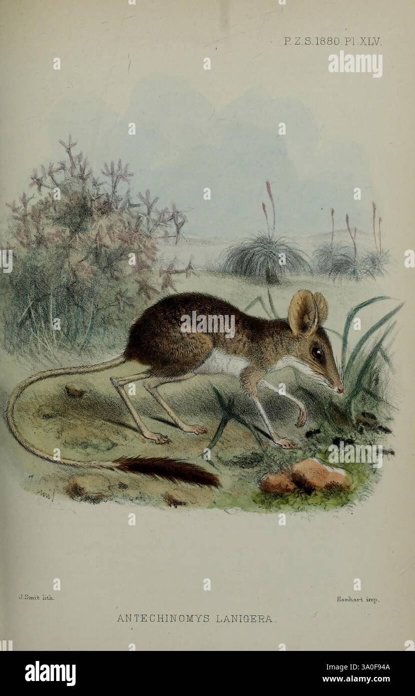 Woolly antechinus hi-res stock photography and images - Alamy