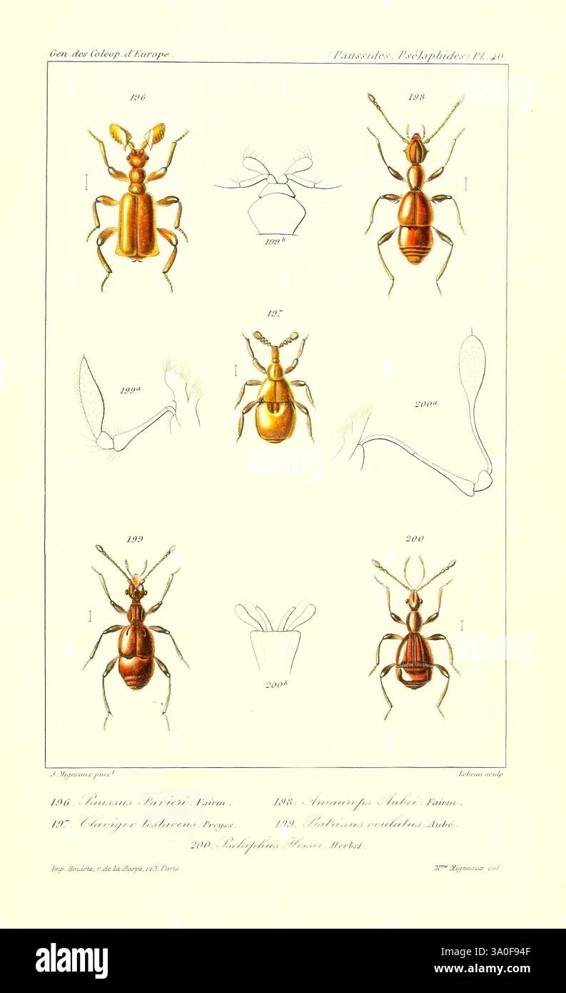 Detailed scientific study of various ant species hi-res stock ...
