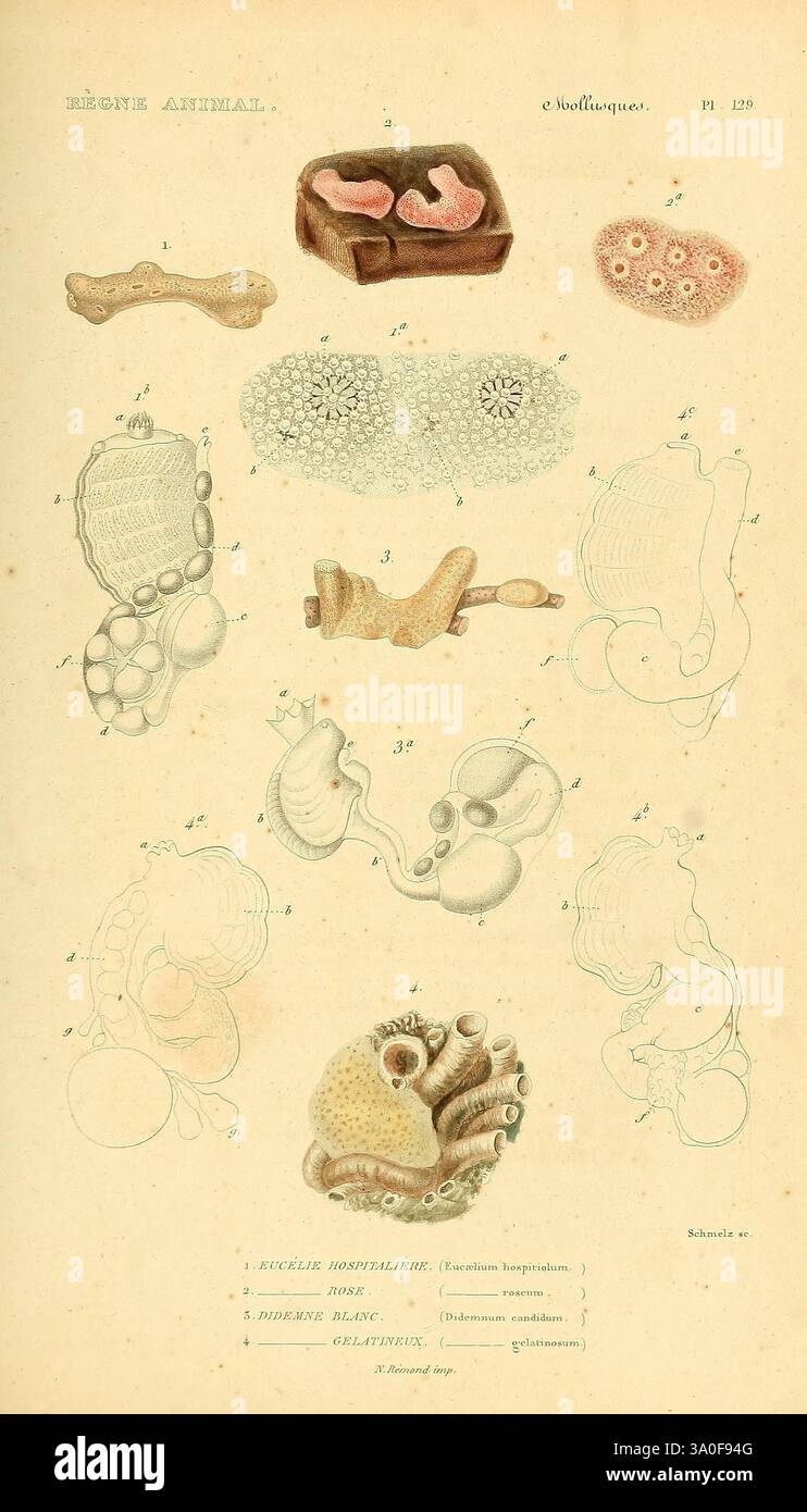 Detailed depictions of diverse microscopic life forms hi-res stock ...