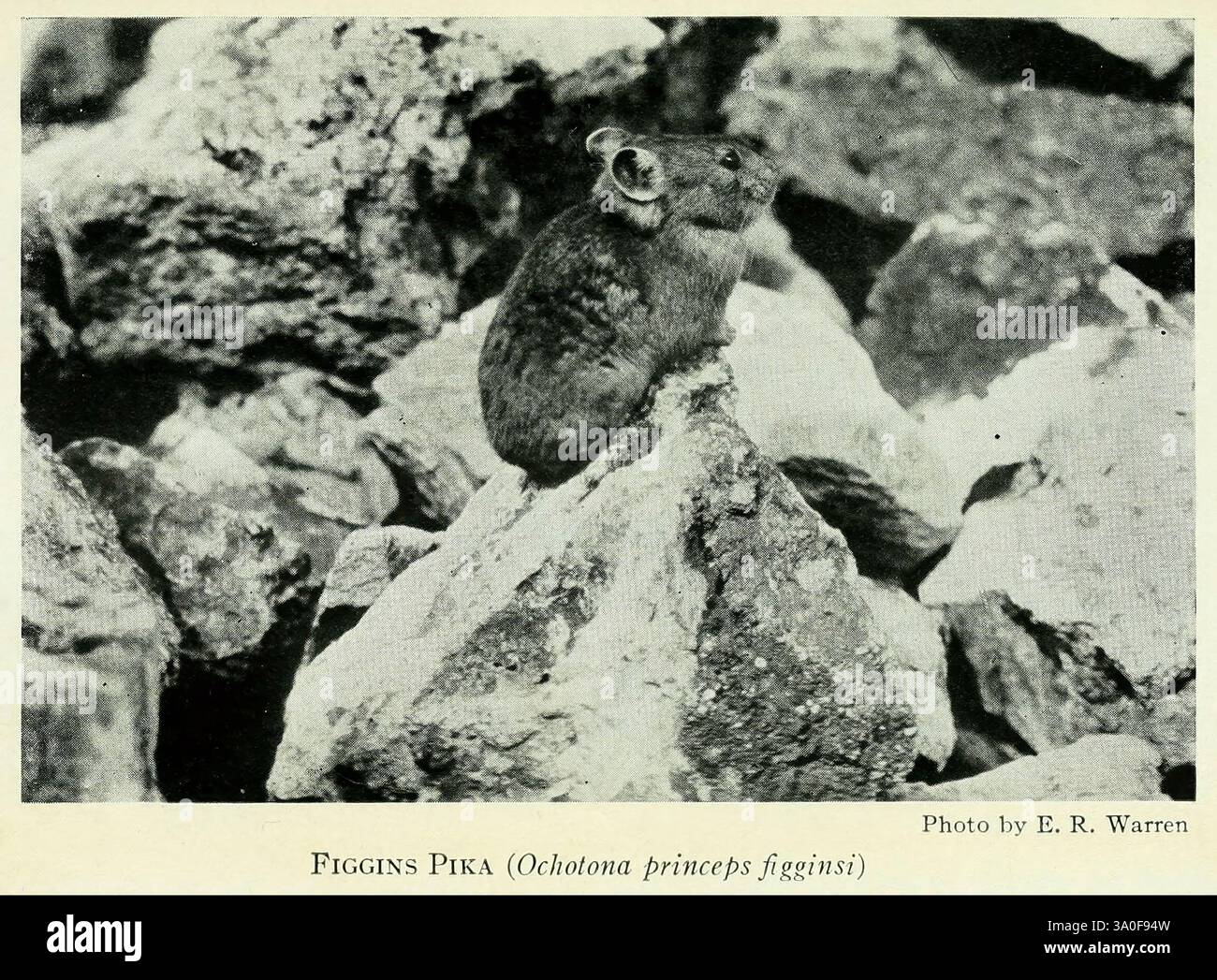 American pikas habitats hi-res stock photography and images - Alamy