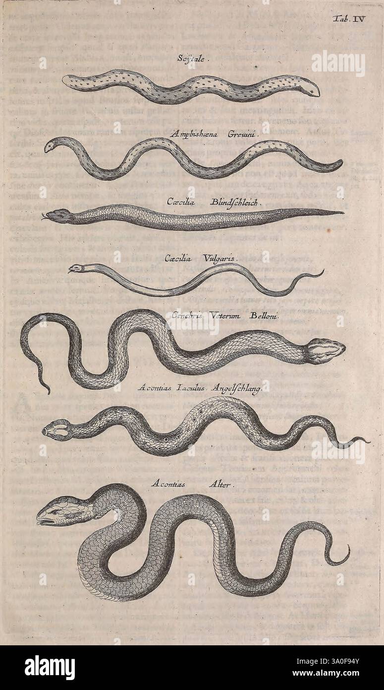 Educational presentation of herpetology hi-res stock photography and ...