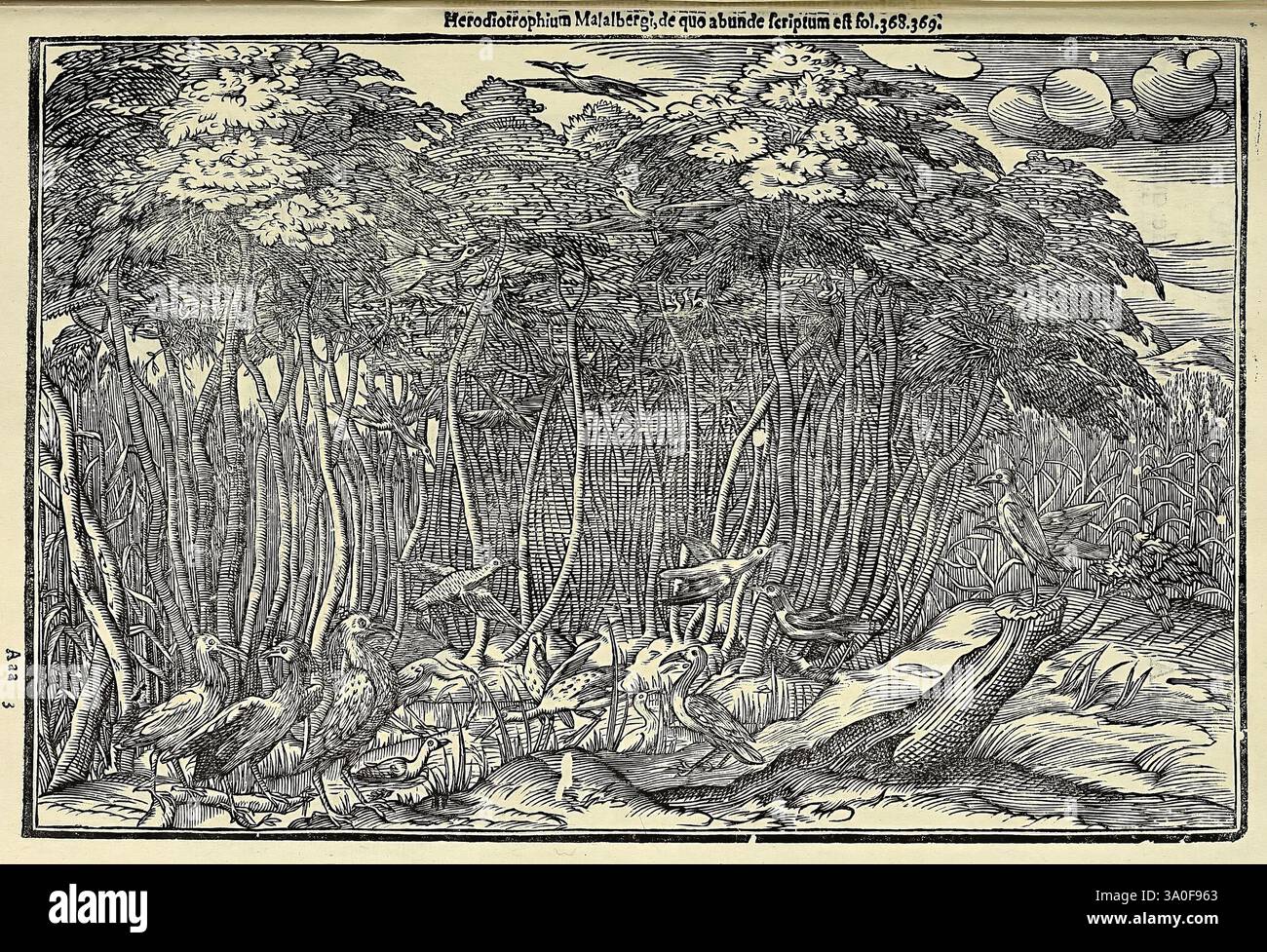 Various plants interlace hi-res stock photography and images - Alamy