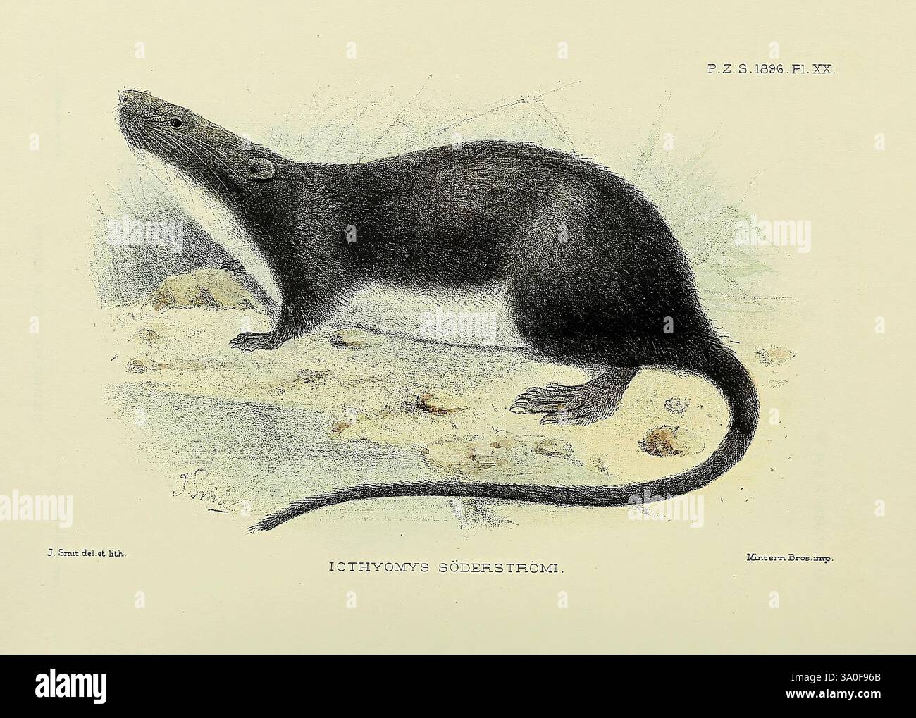 Proceedings of the Zoological Society of London London, Academic Press ...