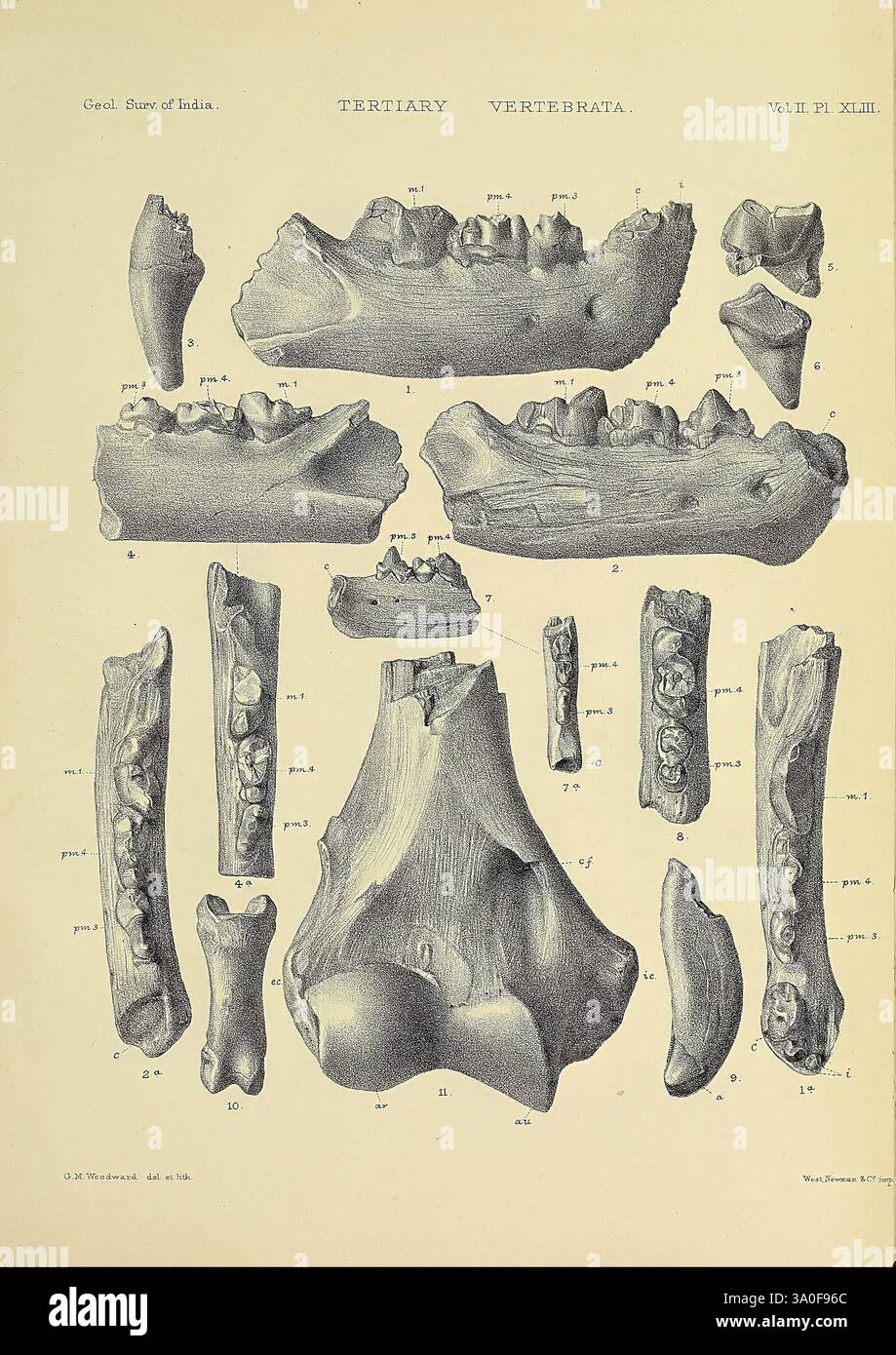 Indian, Tertiary, and, Tertiary, Vertebrata, Calcutta, Geological ...