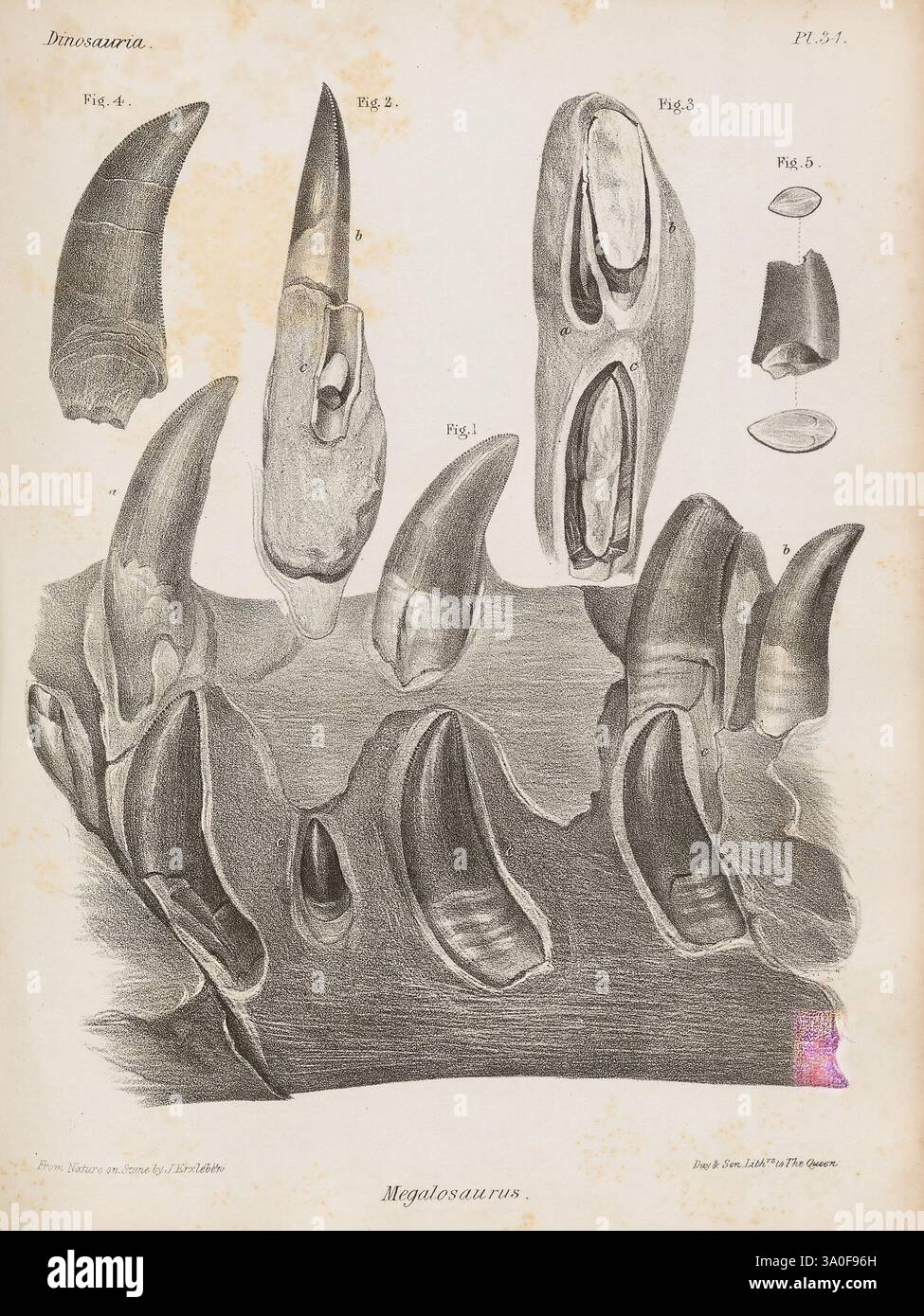 A history of British fossil reptiles, London, Cassell & Company Limited ...