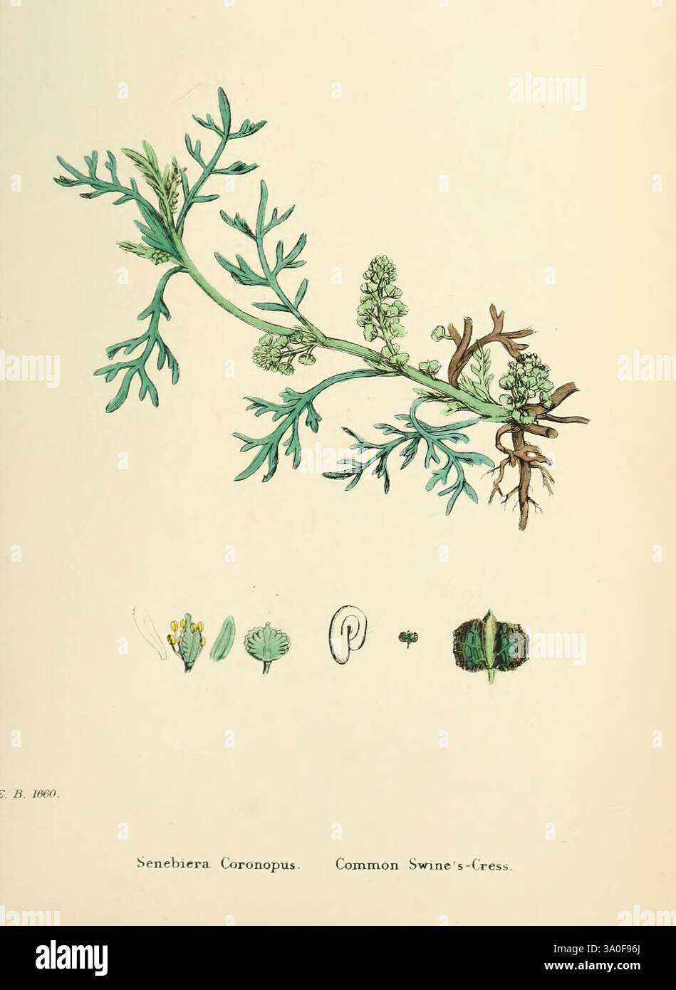 English Botany Coloured Figures British Plants London R. Hardwicke 1863 ...