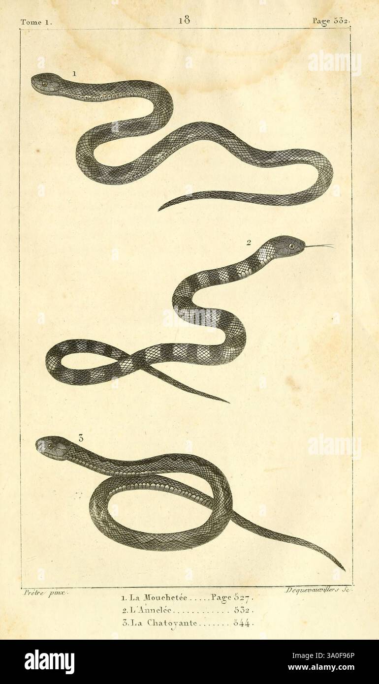 Illustration features three distinct serpentine figures hi-res stock ...