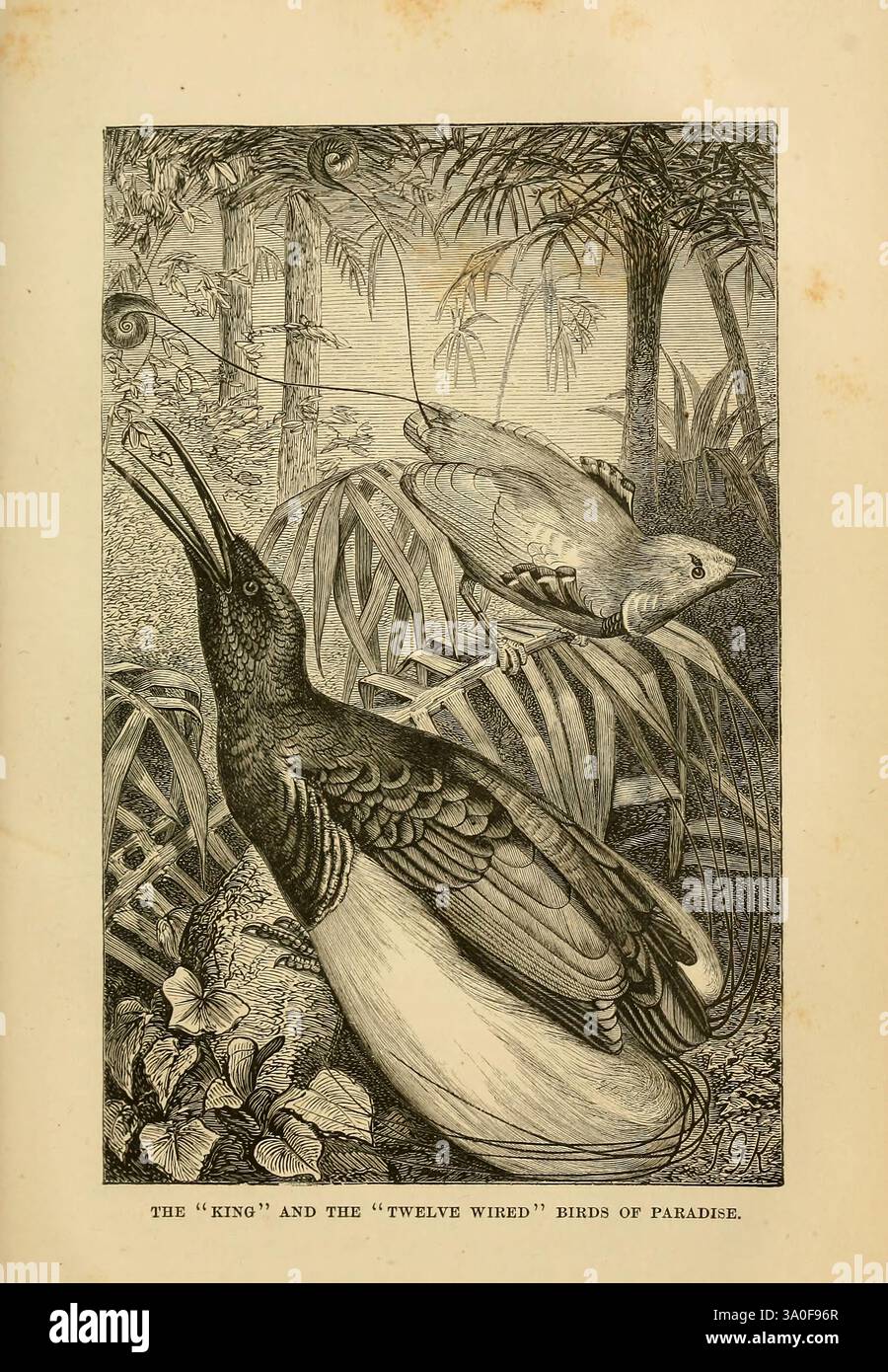 The Malay Archipelago: 1869, natural history, ethnology, Malay ...