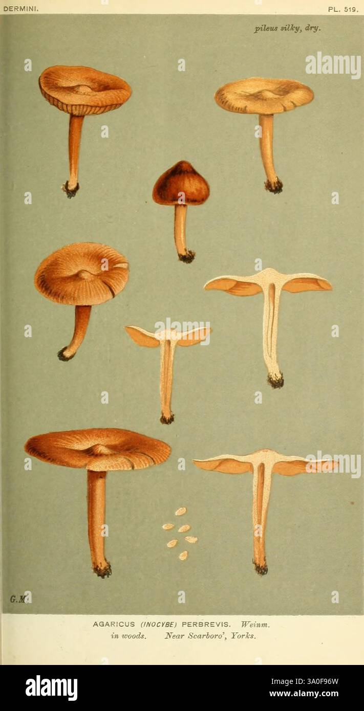 Illustrations of British Fungi (Hymenomycetes), to serve as an atlas to ...
