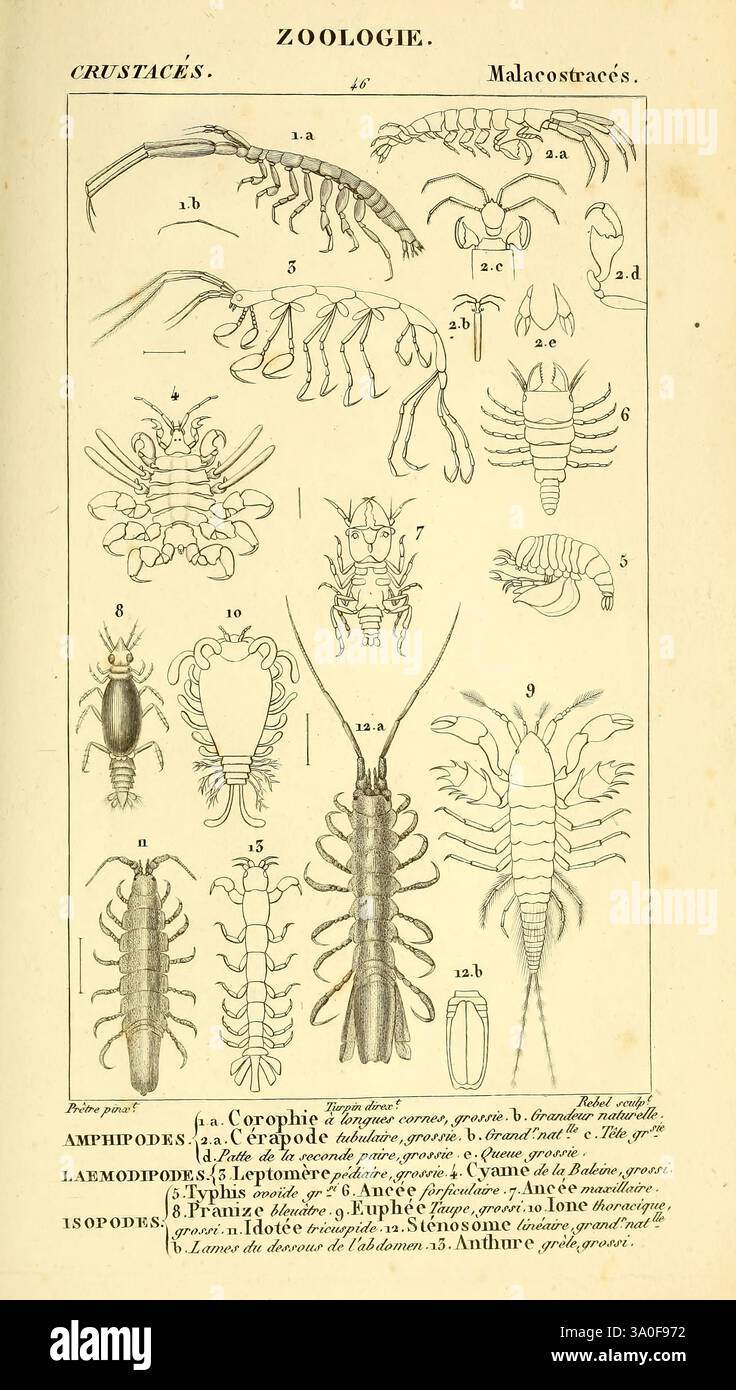 Anatomical features typical of isopods hi-res stock photography and ...