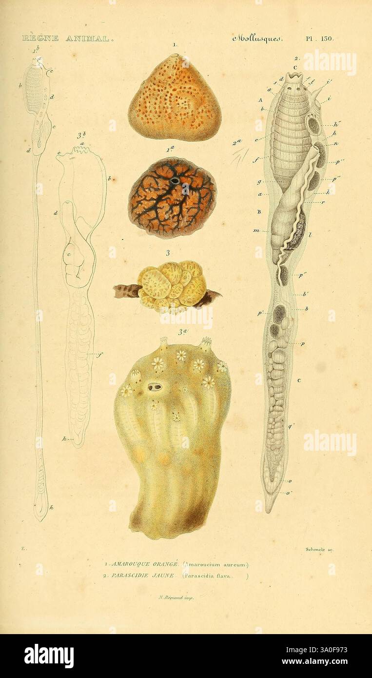 Les mollusques, Paris, 1836-1845, classification, mollusks, pictorial ...