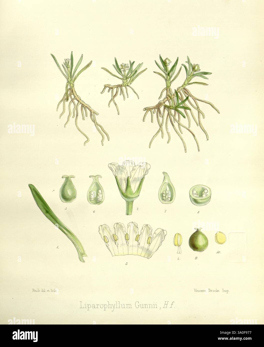 Separations of different stages of flower development hi-res stock ...