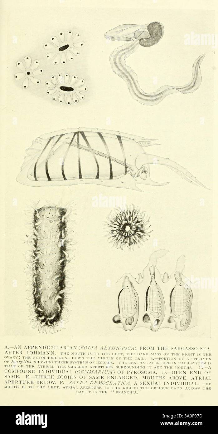 Reptiles, Amphibia, Fishes, Lower Chordata London, Methuen, 1912 ...