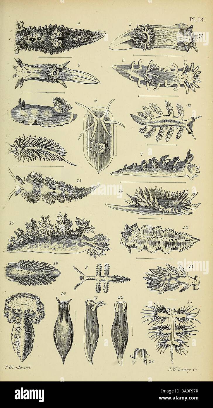 Diversity of life forms in aquatic environments hi-res stock ...