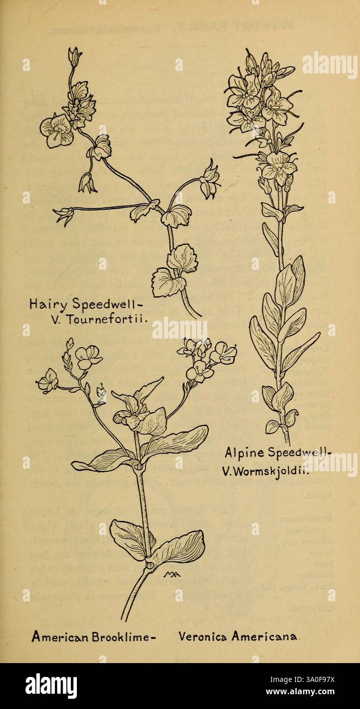 Var tournefortii hi-res stock photography and images - Alamy