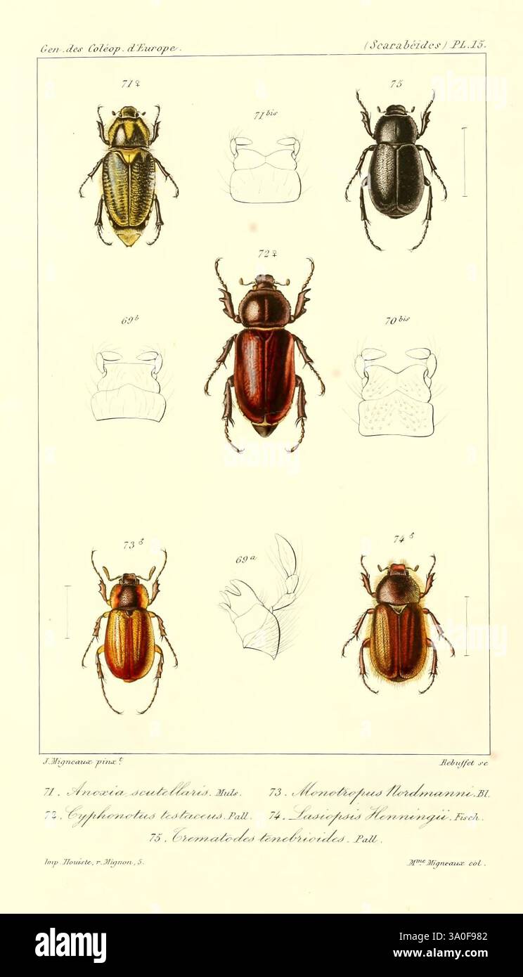 Genera des coléoptères d'Europe Paris, Chez A. Deyrolle,1857-1868 ...