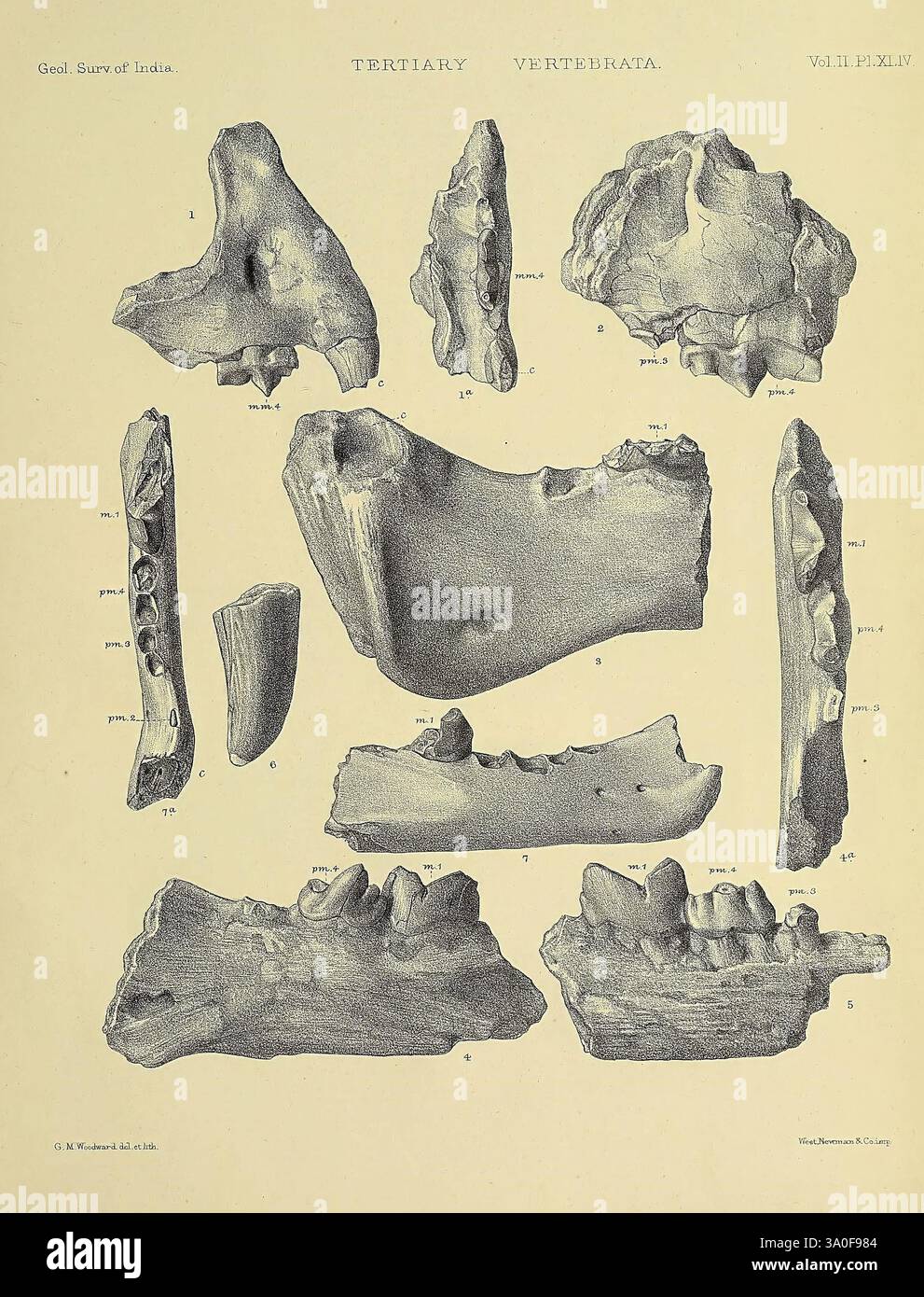 Complexity of vertebrate anatomy in ancient ecosystems hi-res stock ...