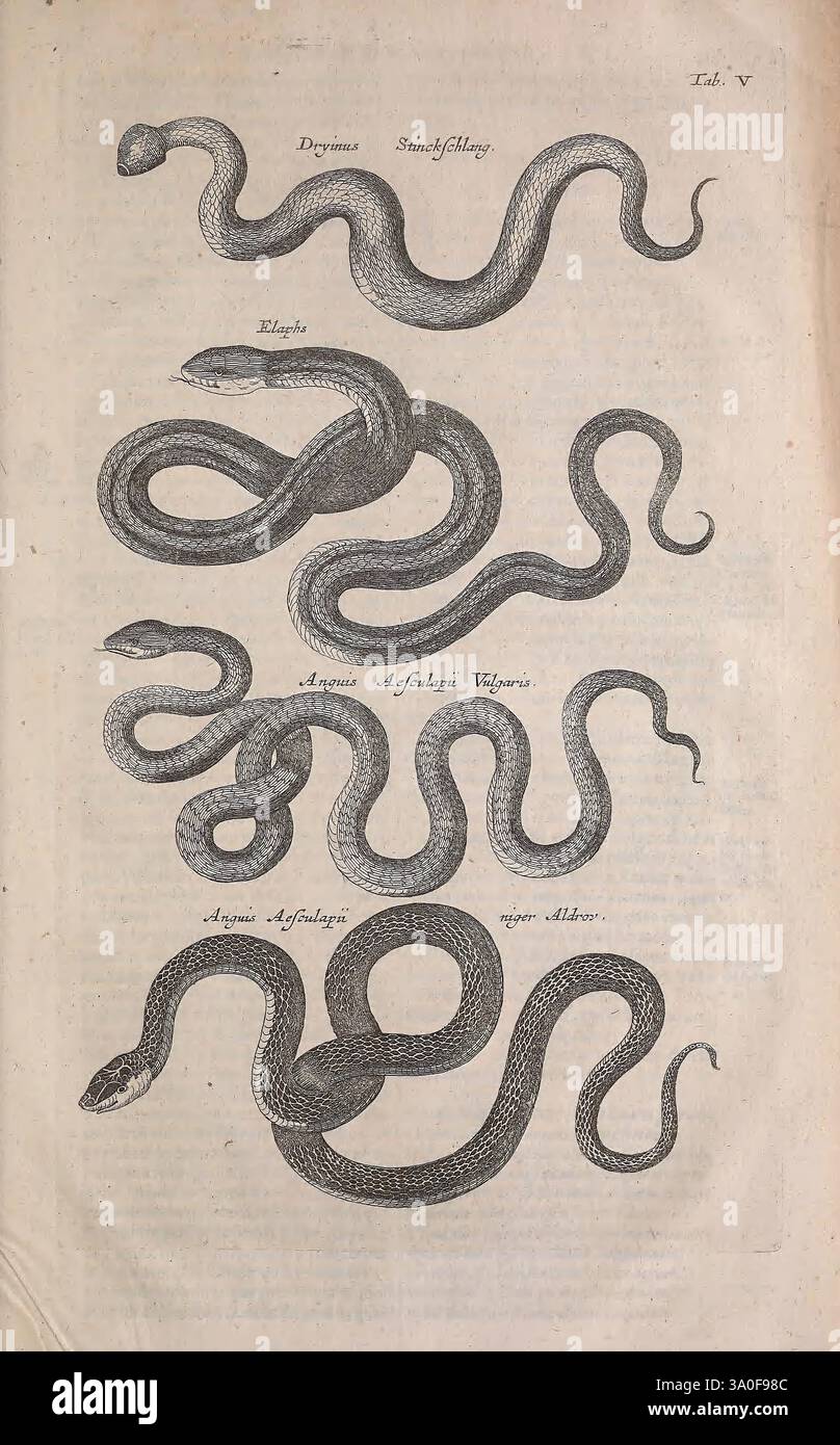 Snakes unique physical characteristics hi-res stock photography and ...