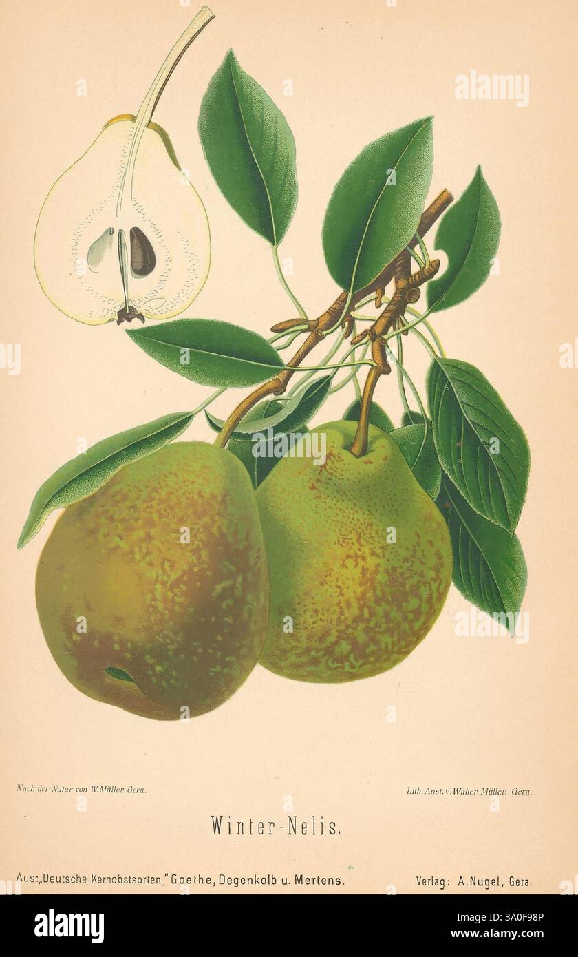 Aepfel und Birnen, Berlin, Paul Parey, 1894, apples, Germany, pears ...