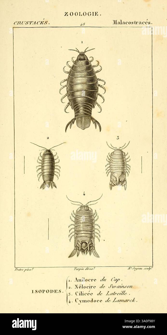 Illustration features detailed depictions of various isopod crus hi-res ...