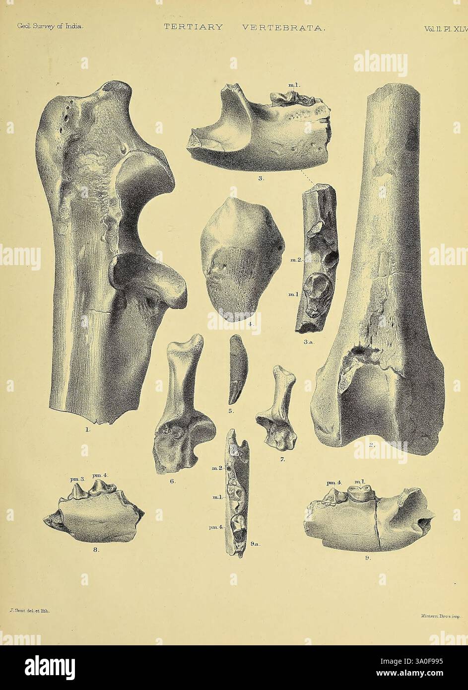 Understand vertebrate morphology hi-res stock photography and images ...