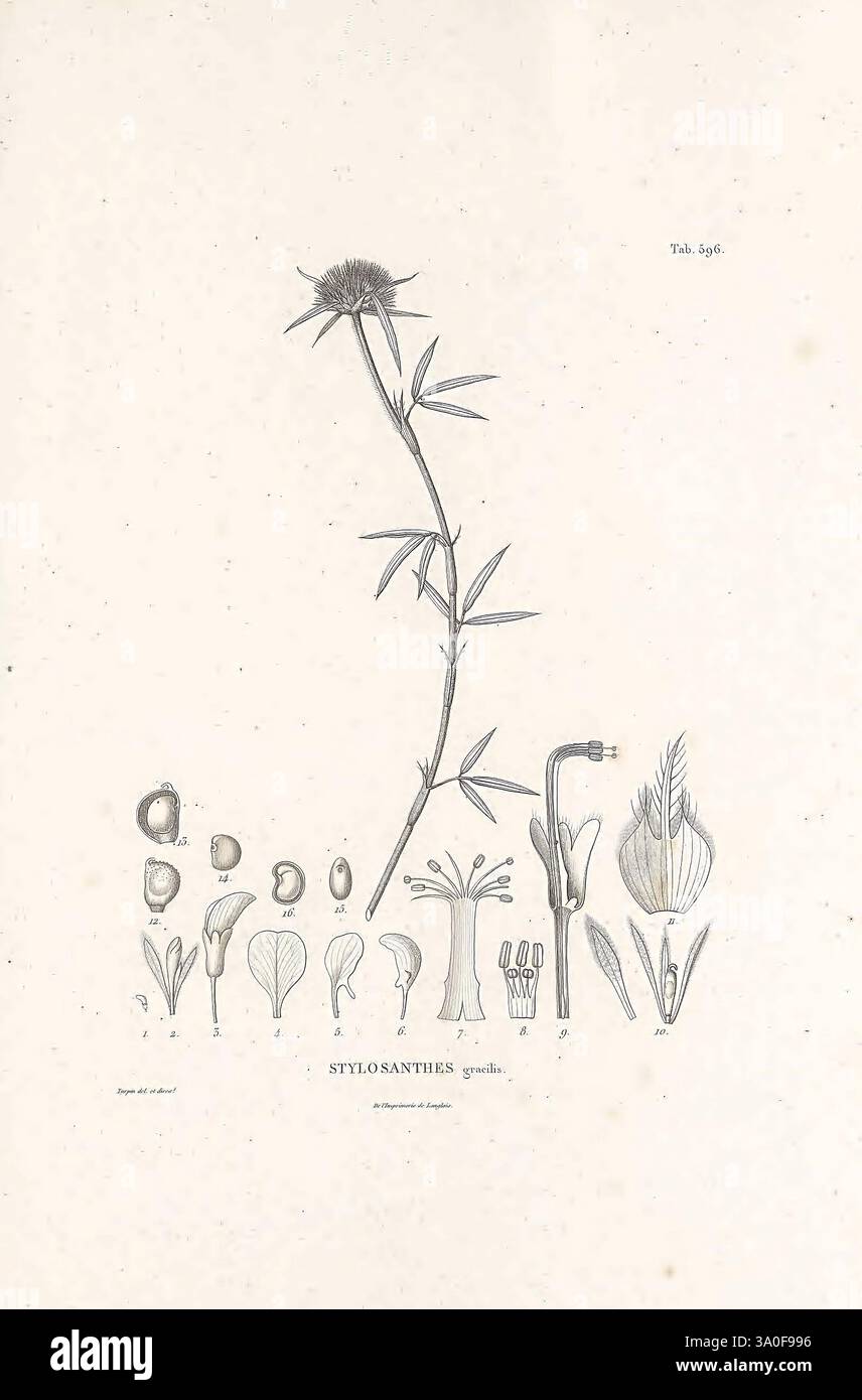 Nova genera et species plantarum, Antverpiae, Ex officina Christophori ...