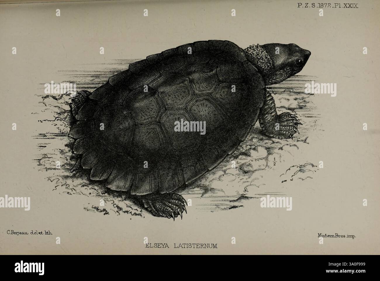 Rounded shell features hi-res stock photography and images - Alamy