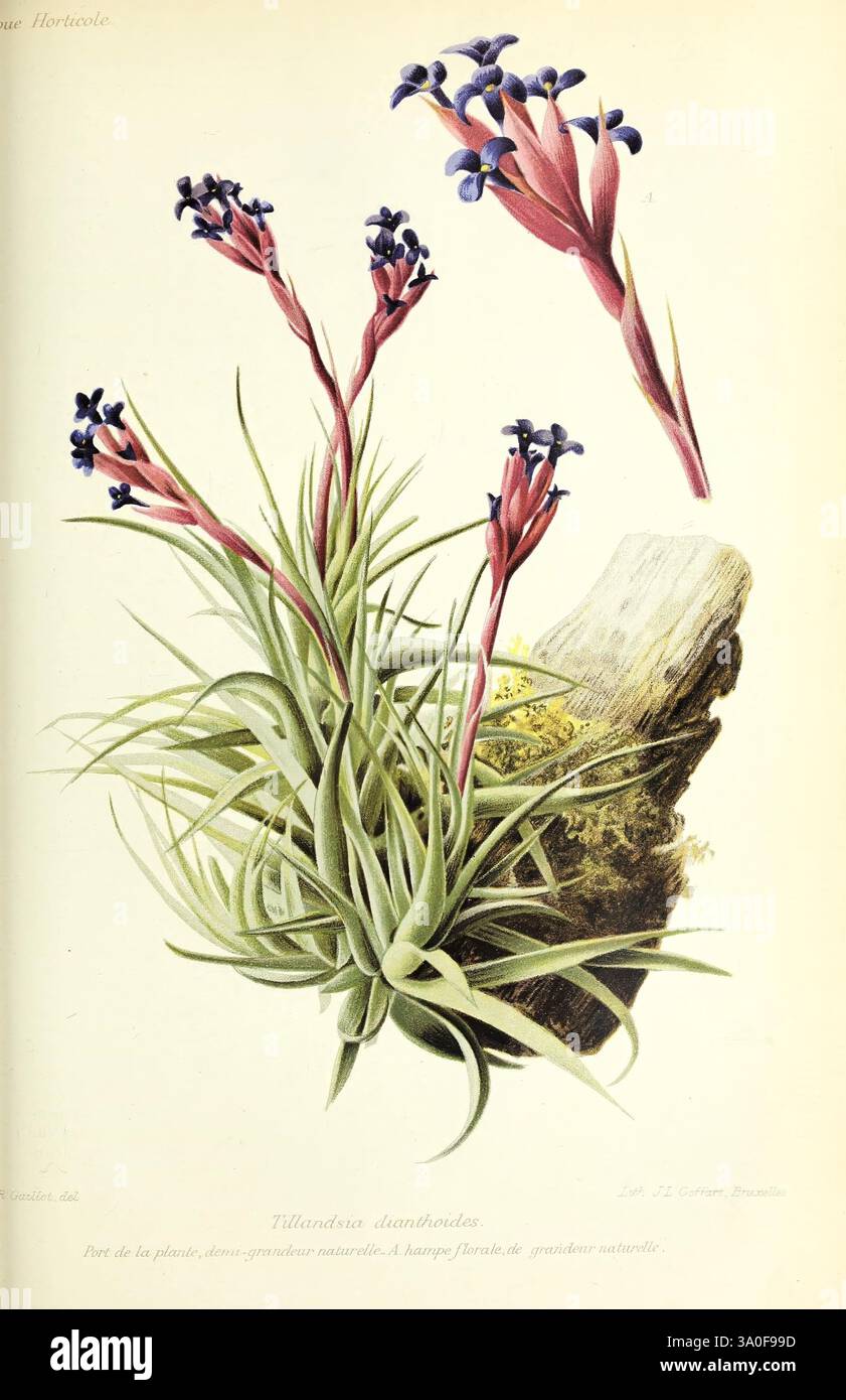 Revue horticole Paris Librairie agricole de la maison rustique 1829 ...
