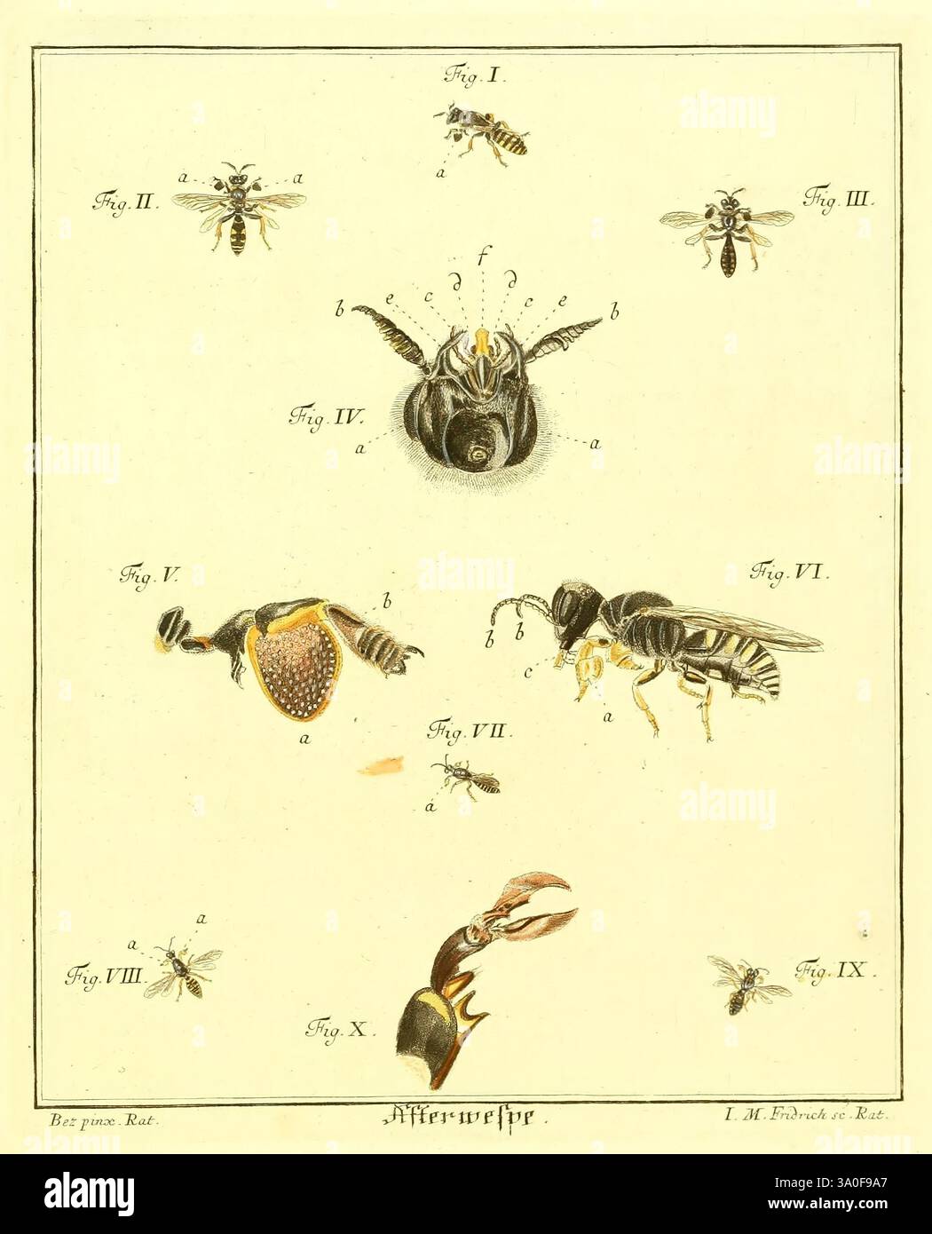 Image features detailed depictions of different types of bees hi-res ...