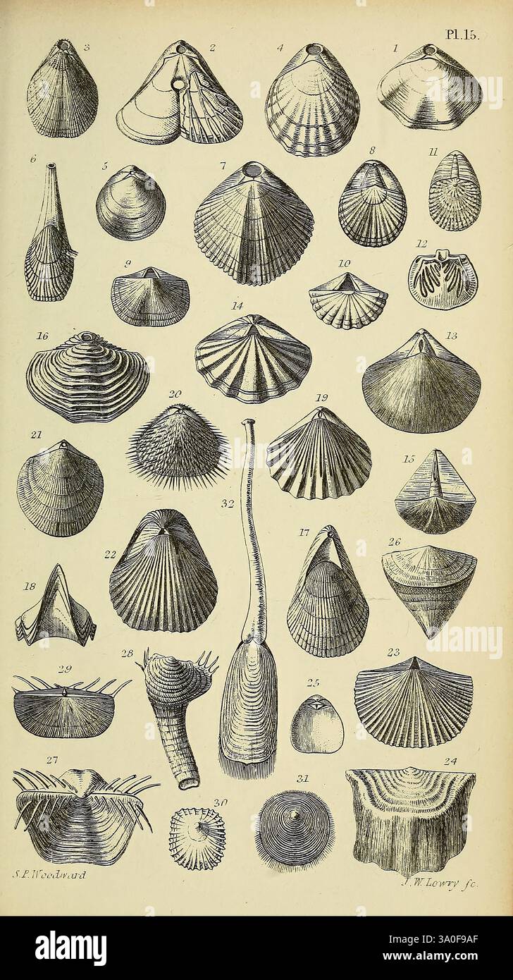 Arrangement displays symmetry hi-res stock photography and images - Alamy