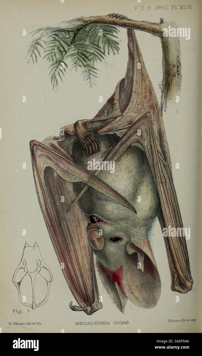 Proceedings of the Zoological Society of London London Academic Press ...