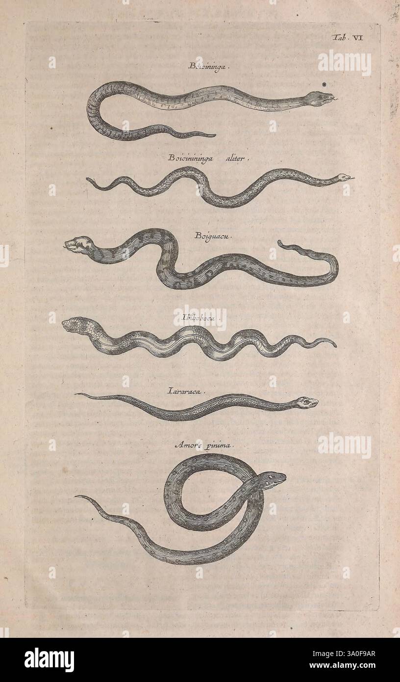 Arrangement showcases unique features hi-res stock photography and ...