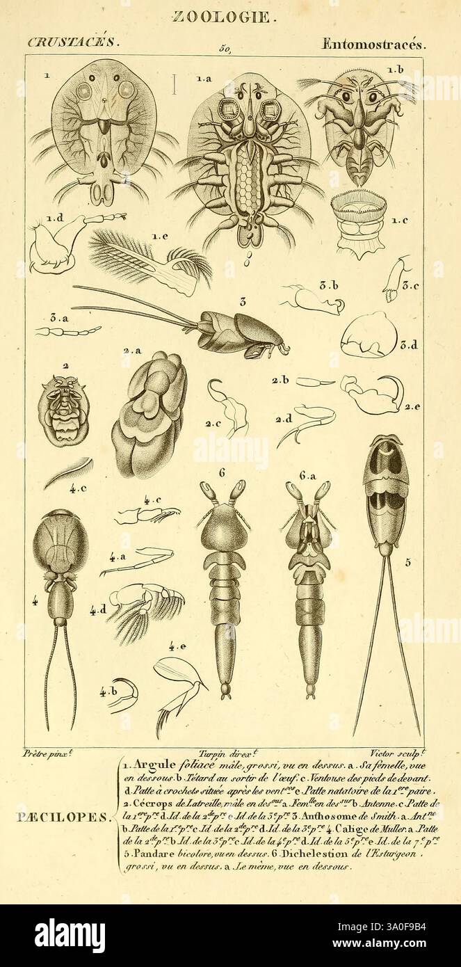 Considerations Generales Sur La Classe Des Crustaces Paris F.G ...