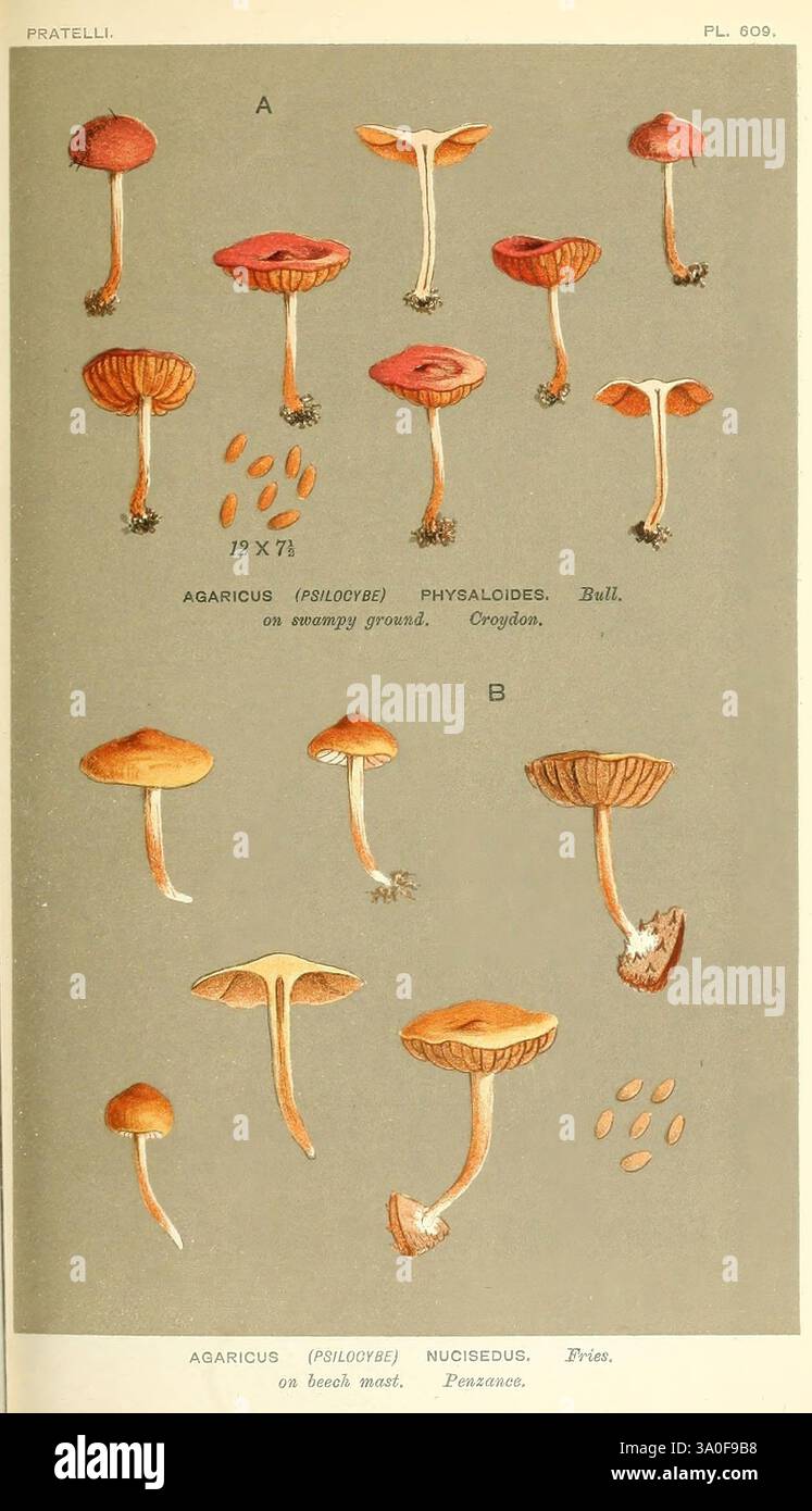 Illustrations of British Fungi (Hymenomycetes), to serve as an atlas to ...