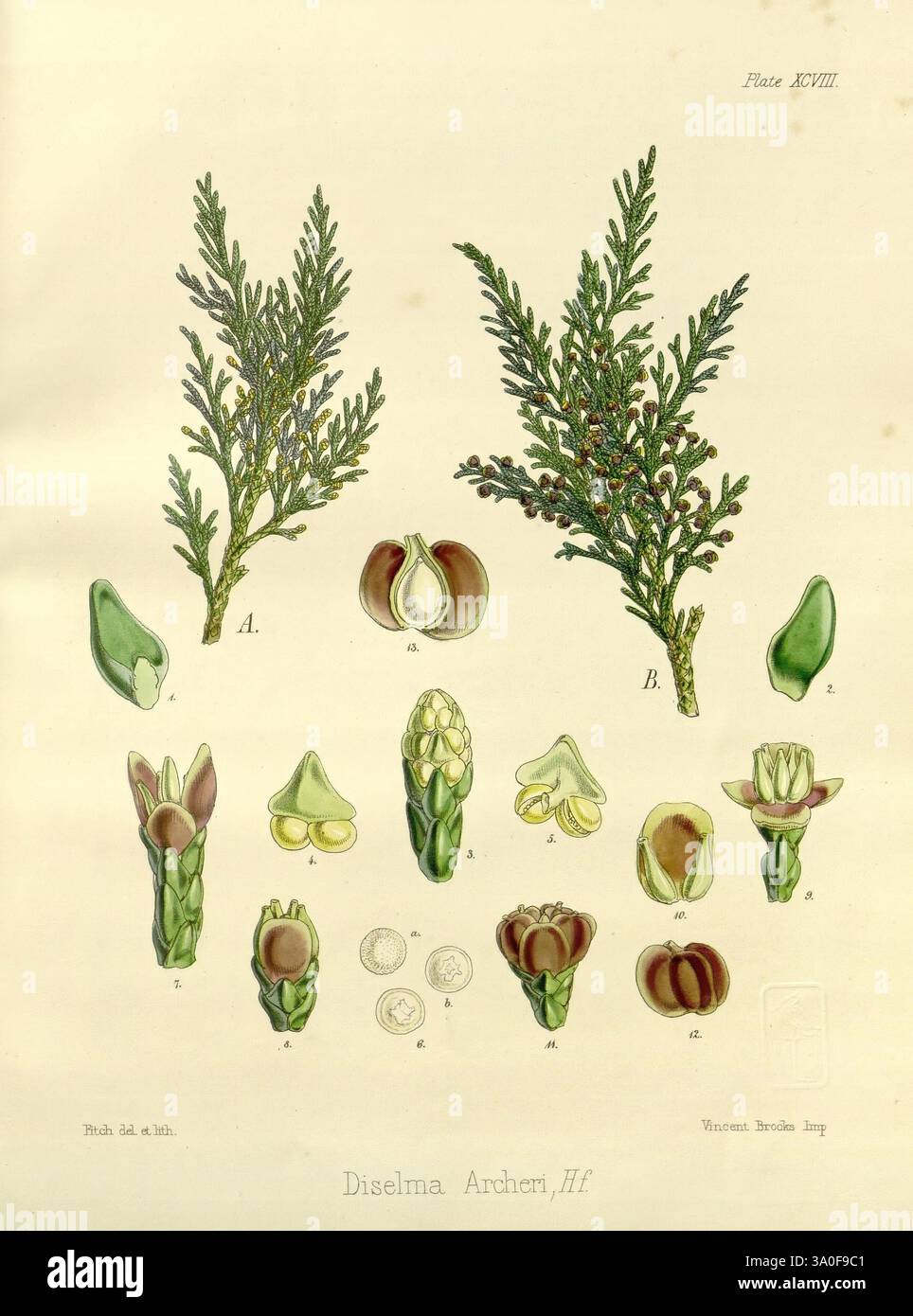 The botany of the Antarctic voyage of H.M. discovery ships Erebus and ...