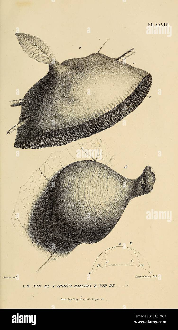 Études sur la famille des vespides, Paris, V. Masson, 1852-1858 ...