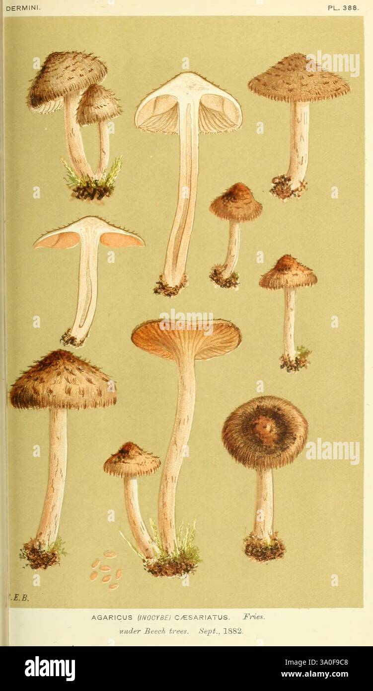 Illustrations of British Fungi (Hymenomycetes), to serve as an atlas to ...