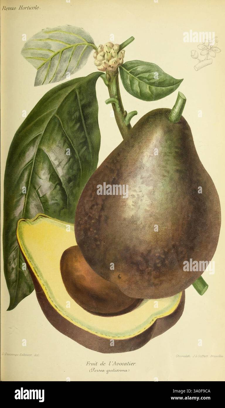 Avocado in two stages hi-res stock photography and images - Alamy