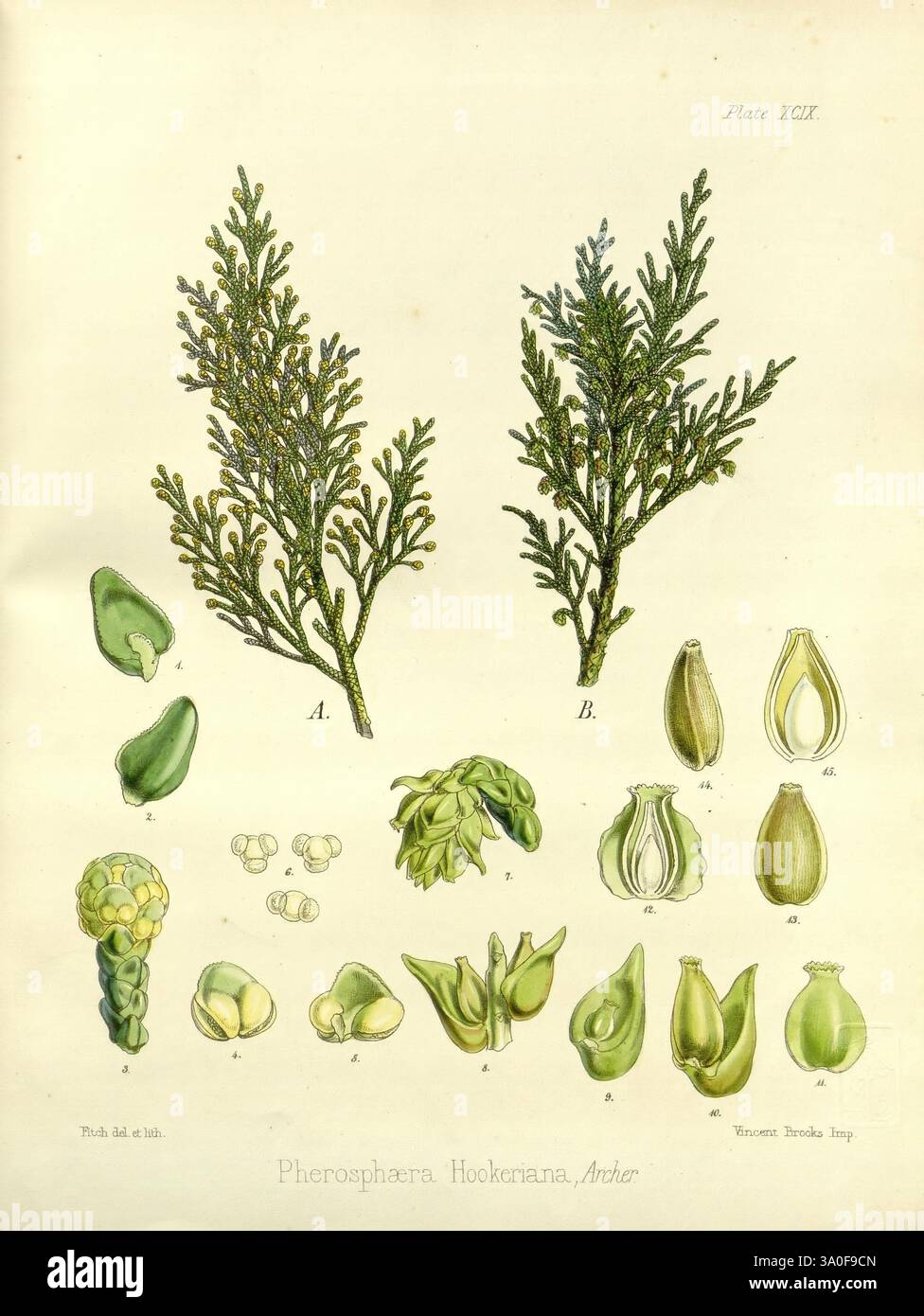 Two distinct branches labeled hi-res stock photography and images - Alamy