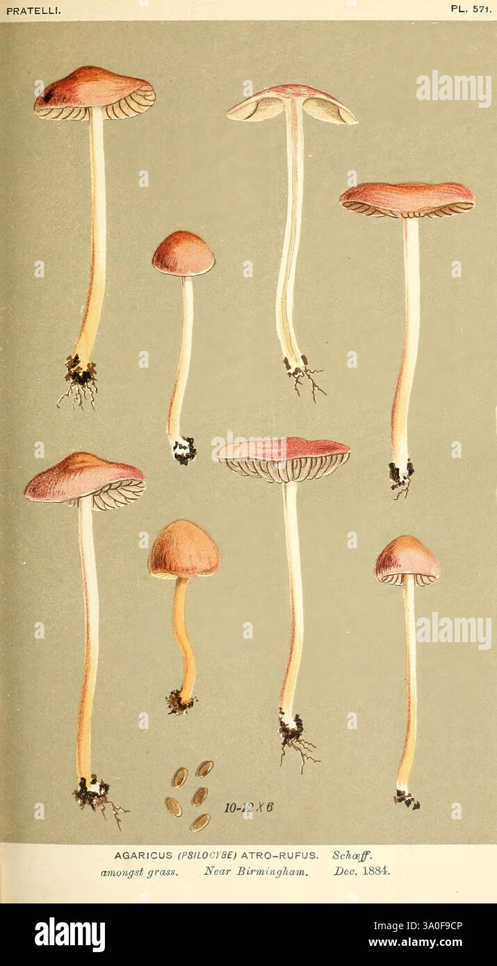 Illustrations of British Fungi (Hymenomycetes), to serve as an atlas to ...