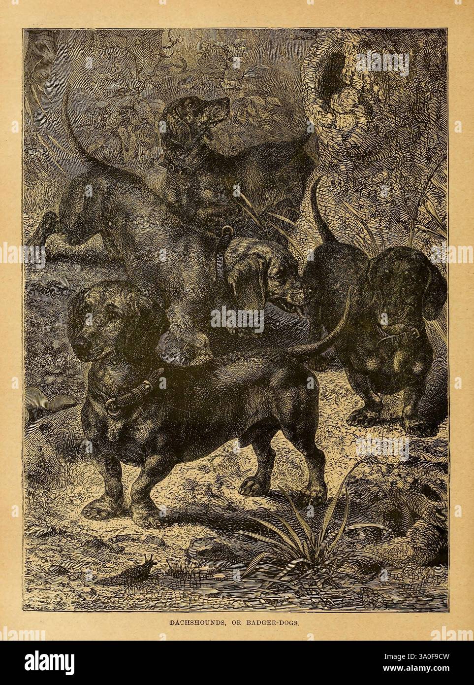 Elongated dogs display hi-res stock photography and images - Alamy