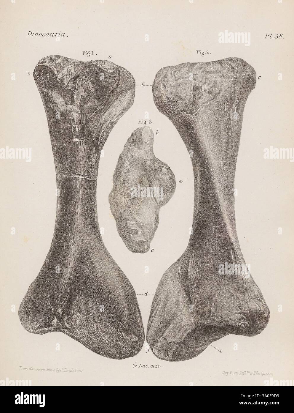 Dinosaur femur hi-res stock photography and images - Alamy