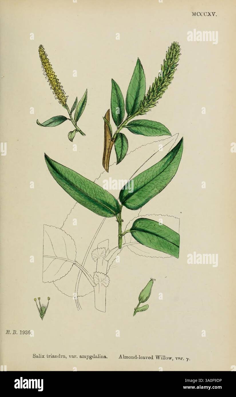 English, botany, Coloured figures of British plants, London, R ...