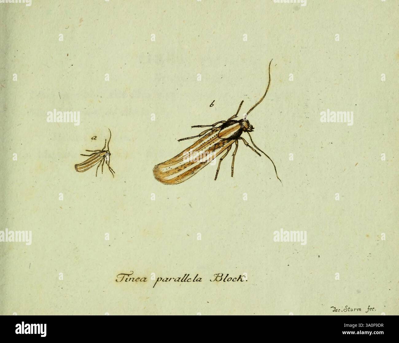 Fauna Insects Germany Initia Deutschland Insects Nuremberg ...