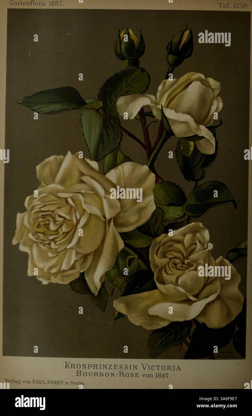 Beautiful arrangement of creamy white roses hi-res stock photography ...