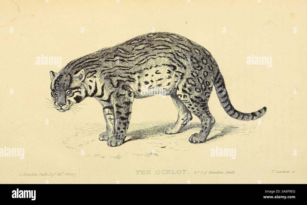 Graceful yet muscular physique hi-res stock photography and images - Alamy