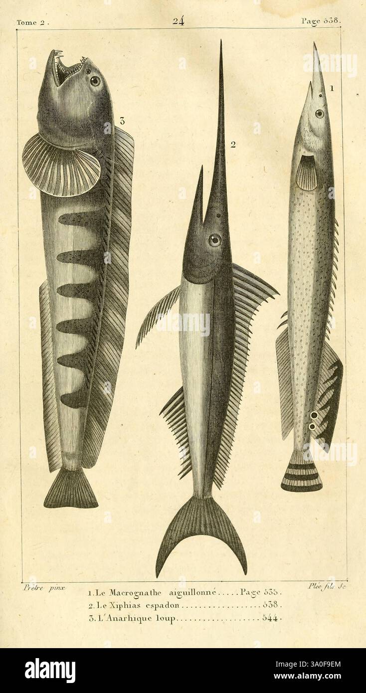 Elongated specimen features prominent hi-res stock photography and ...